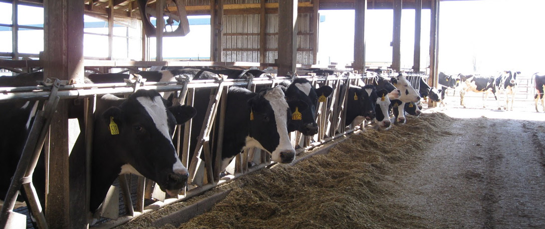 PEI Dairy Relief Workers - Home Page