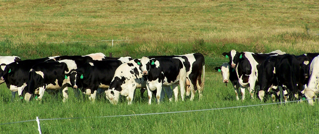 PEI Dairy Relief Workers - Home Page