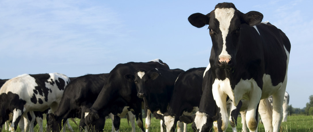 PEI Dairy Relief Workers - Home Page