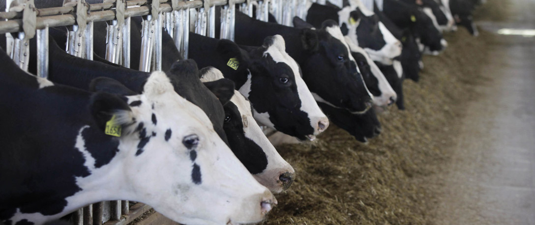 PEI Dairy Relief Workers - Home Page